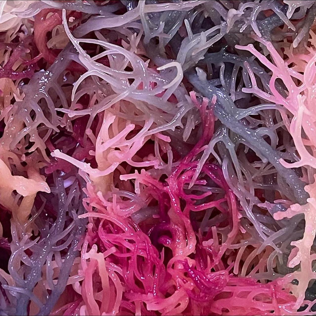 Wildcrafted Purple Sea moss gel Irish Gold Sea Moss... - Depop
