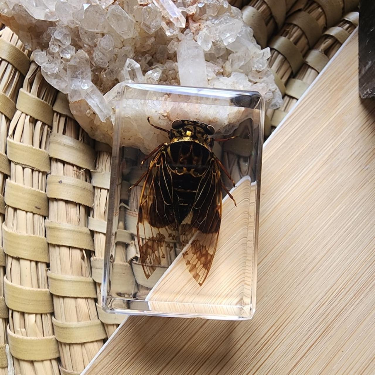 Gorgeous little resin set cicada. 🌱 Beautiful piece. - Depop