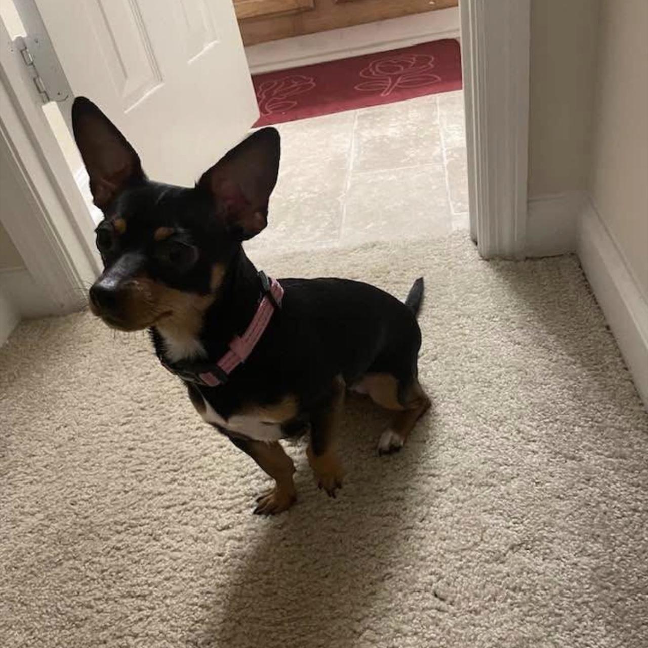 Molly Reyes dead ass dog | Depop