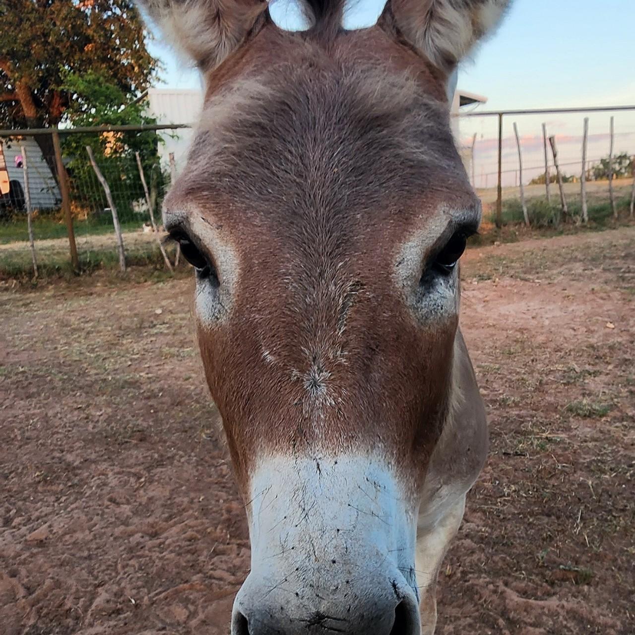 Dually the horse, Kreacher and Dobby the donkey... | Depop