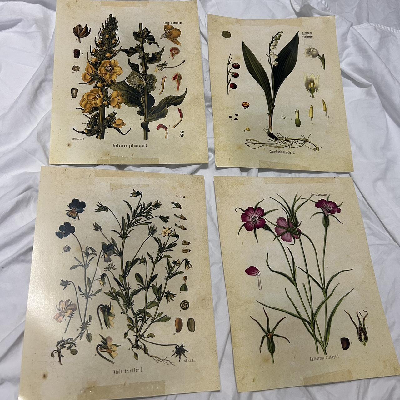 Floral/plant vintage anatomy posters set of 4 - Depop