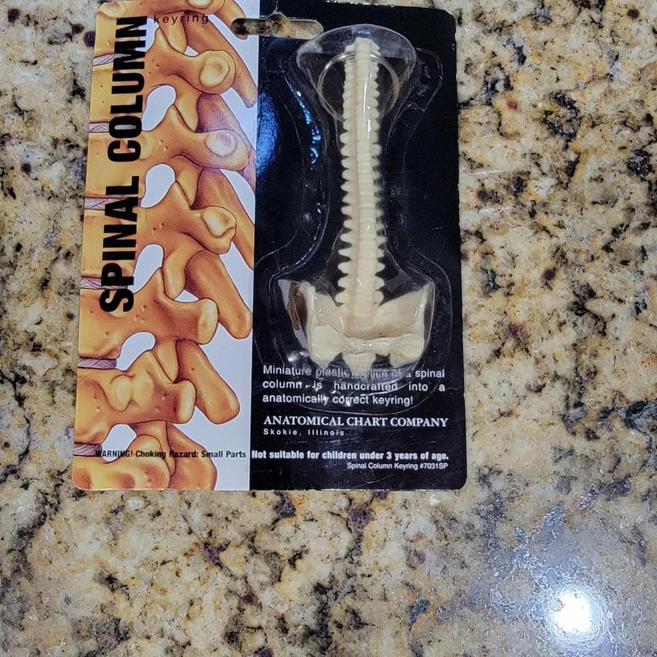 Spinal column Keychain New in box Vtg #key chain - Depop