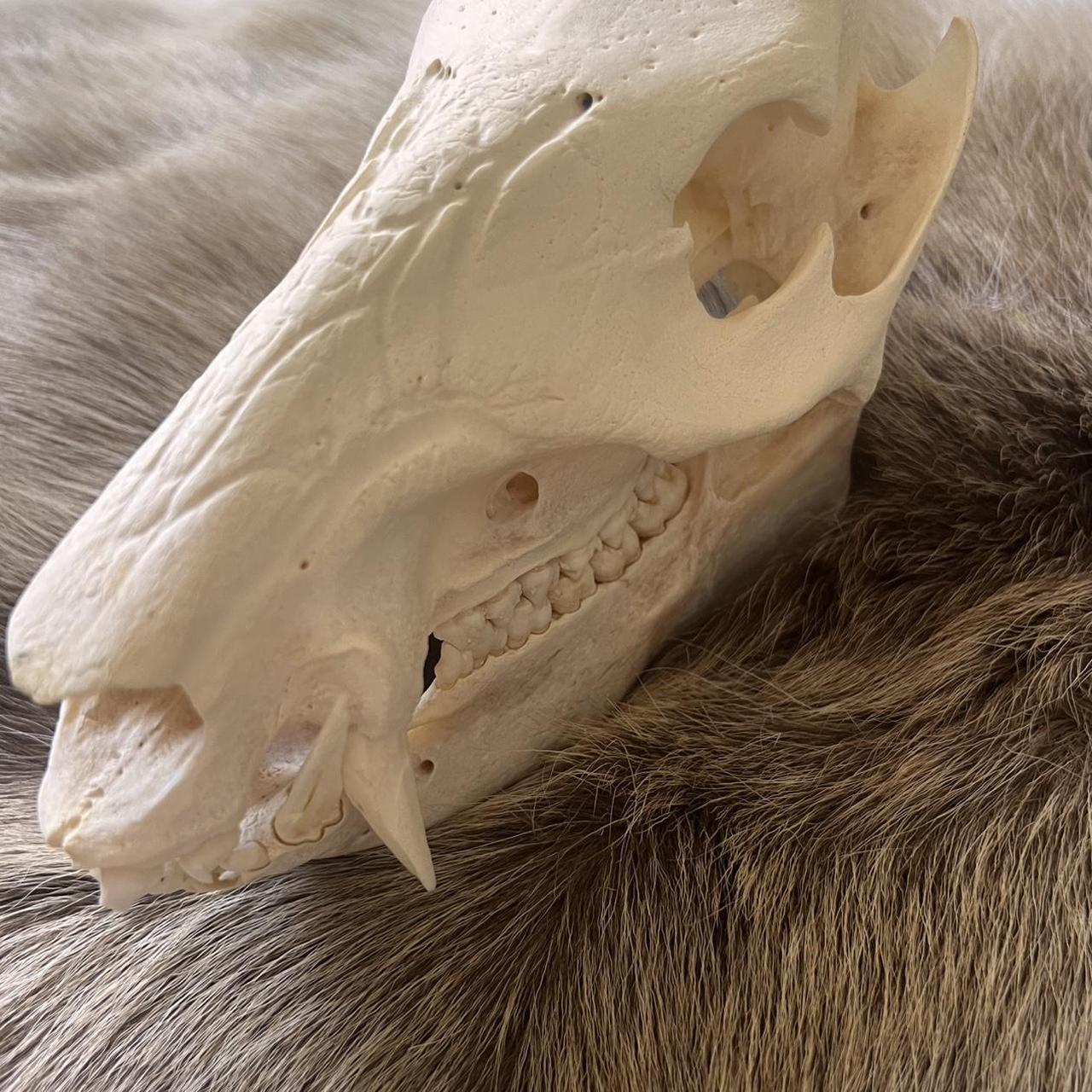 javelina/peccary skull professionally beetle... | Depop