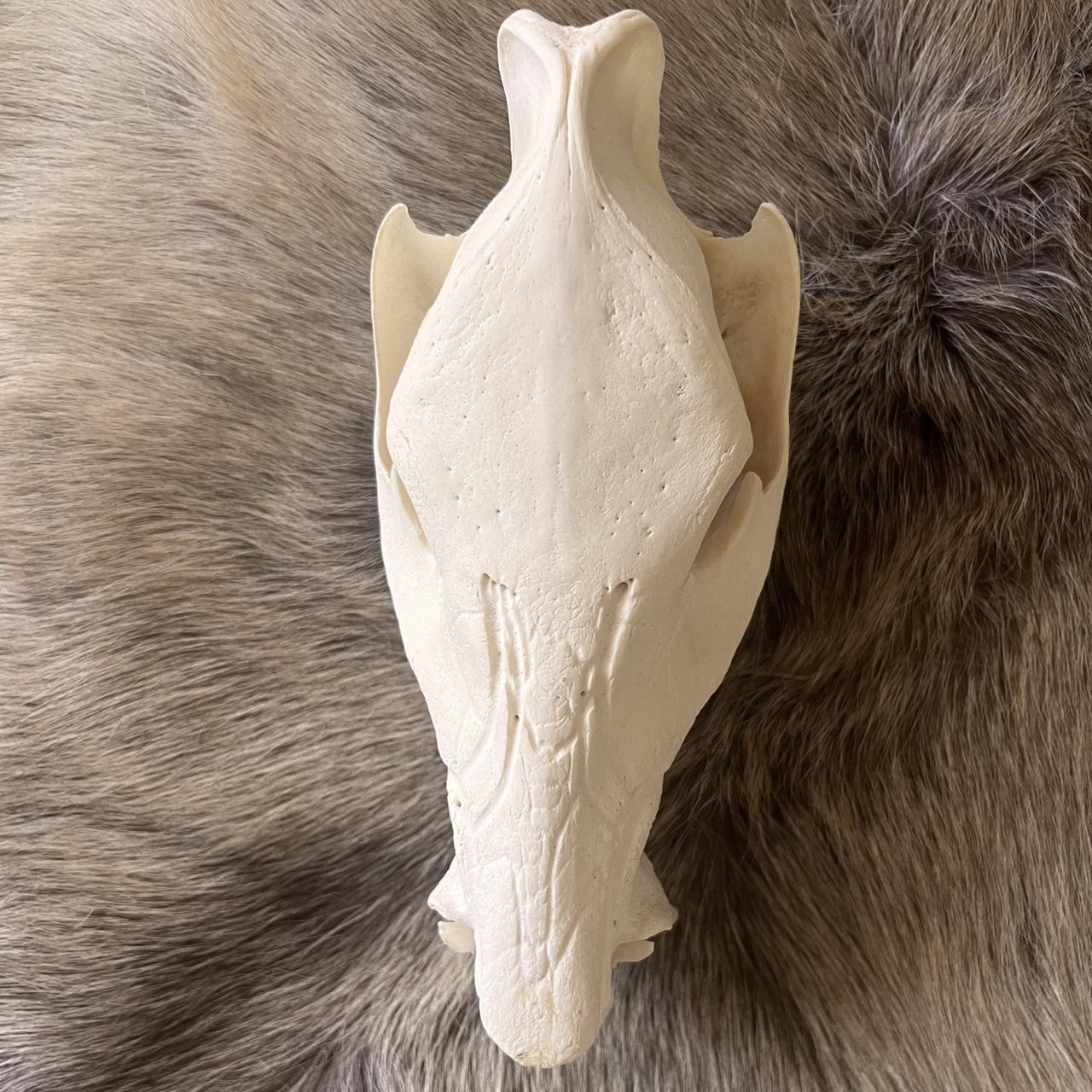 javelina/peccary skull professionally beetle... | Depop