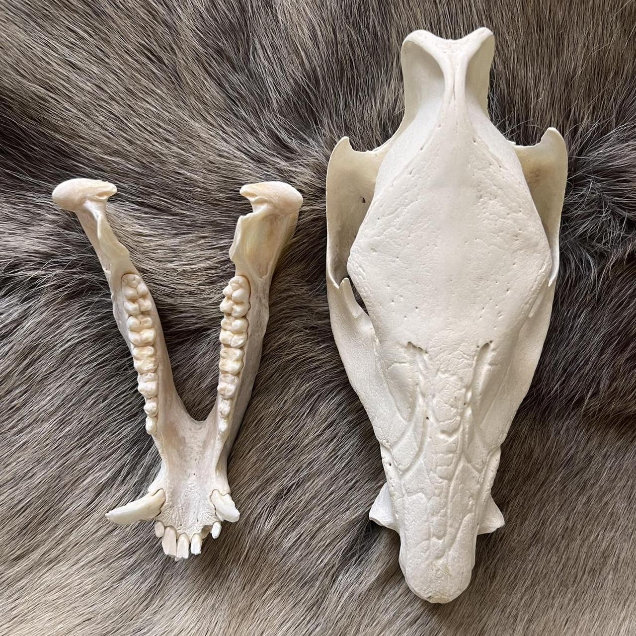 javelina/peccary skull professionally beetle... | Depop