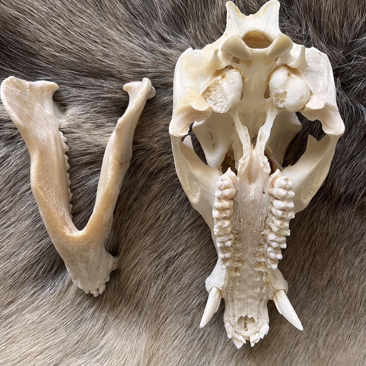 javelina/peccary skull professionally beetle... | Depop