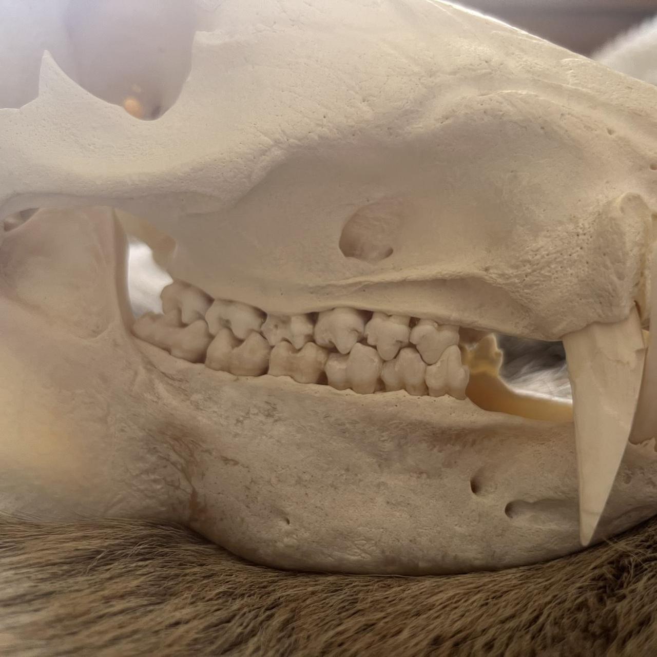 javelina/peccary skull professionally beetle... | Depop