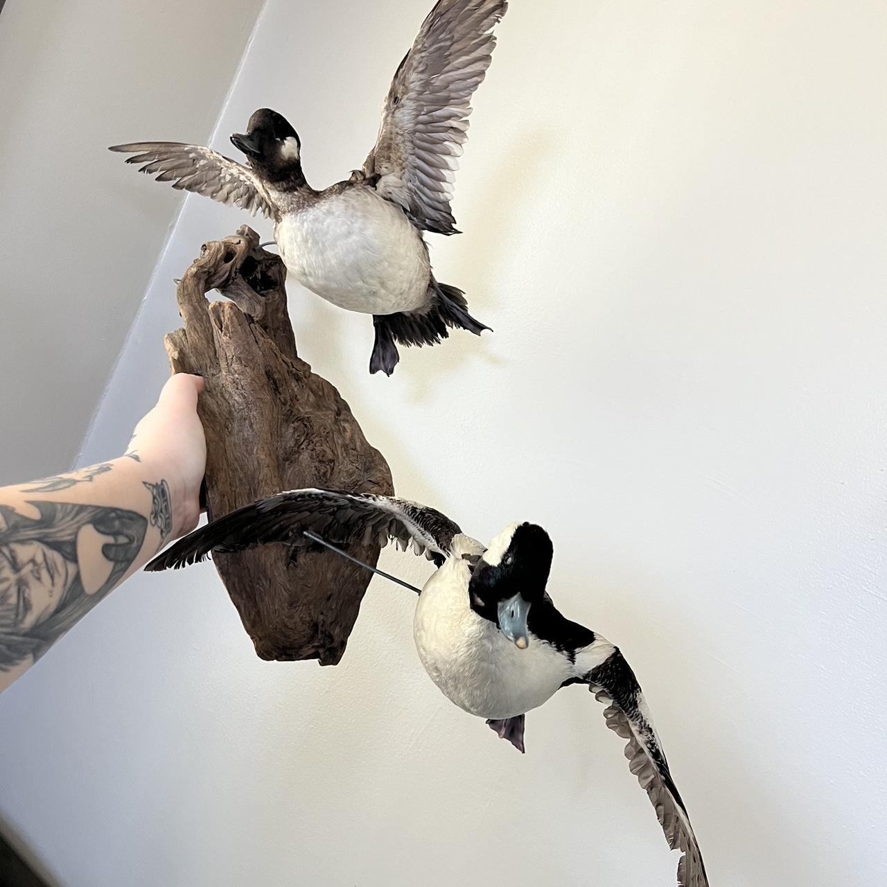 pair of bufflehead duck mounts - one male and one... - Depop