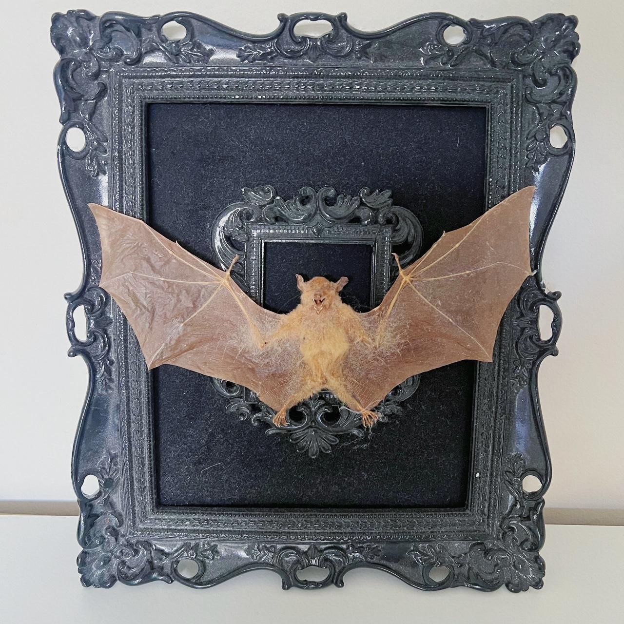 REAL Taxidermy Bat ♡ Medium gothic double frame ♡... - Depop