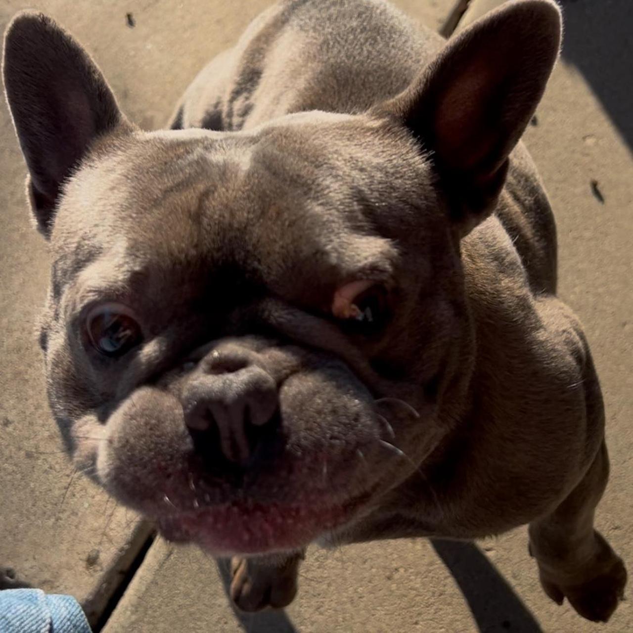 vintage y2k dog - chill dog frls CHECK MY SHOP FOR... | Depop