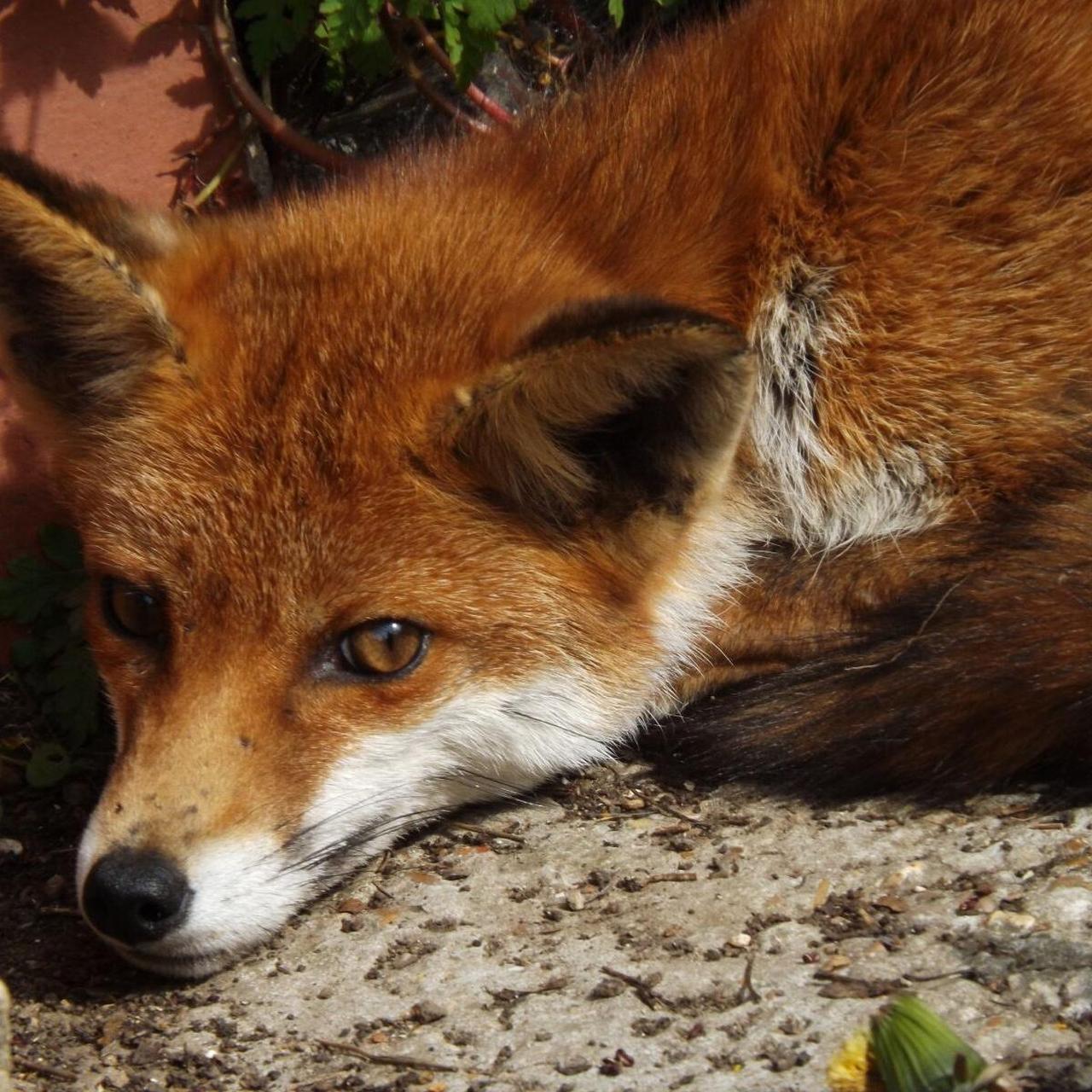 Fujifilm Finepix Sl300 Digital Camera 30X zoom Fully... | Depop