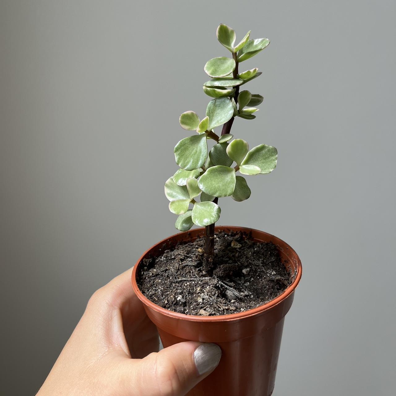 Portulacaria Afra🌱 Aka elephant bush 🐘 •This plant... - Depop