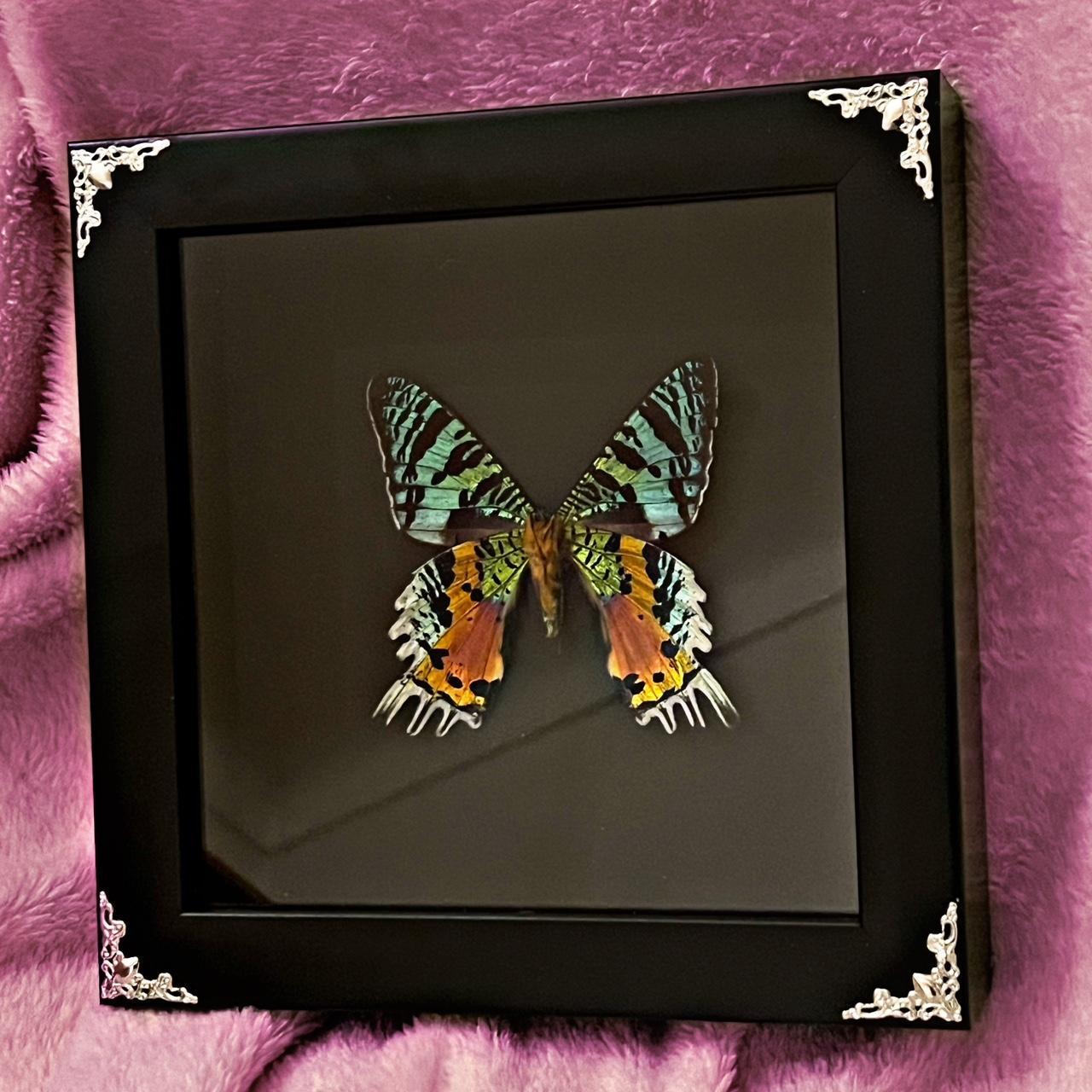6x6 Madagascar sunset moth shadow box #moth... - Depop