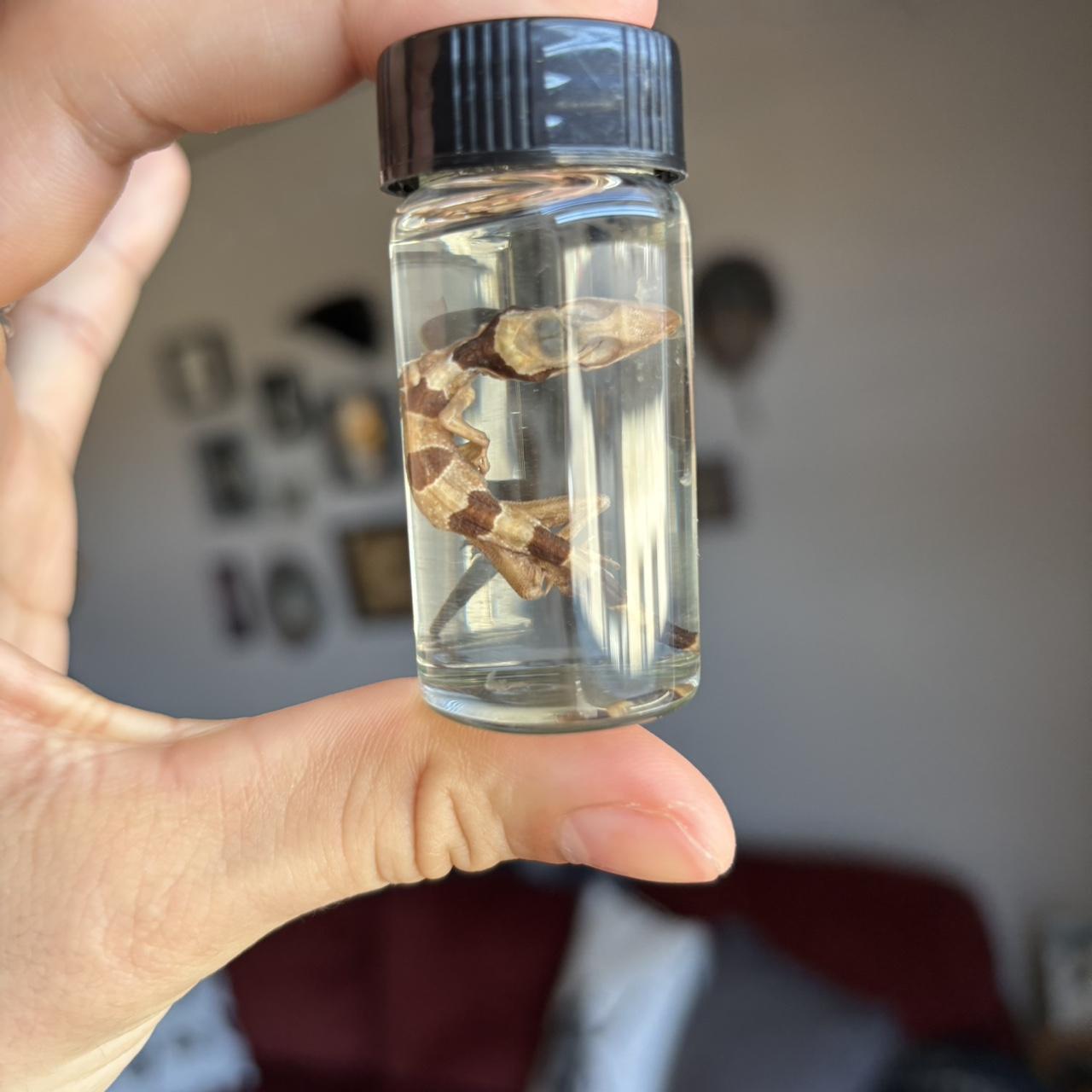 Gecko wet specimen. Crusty little guy! Making room... - Depop