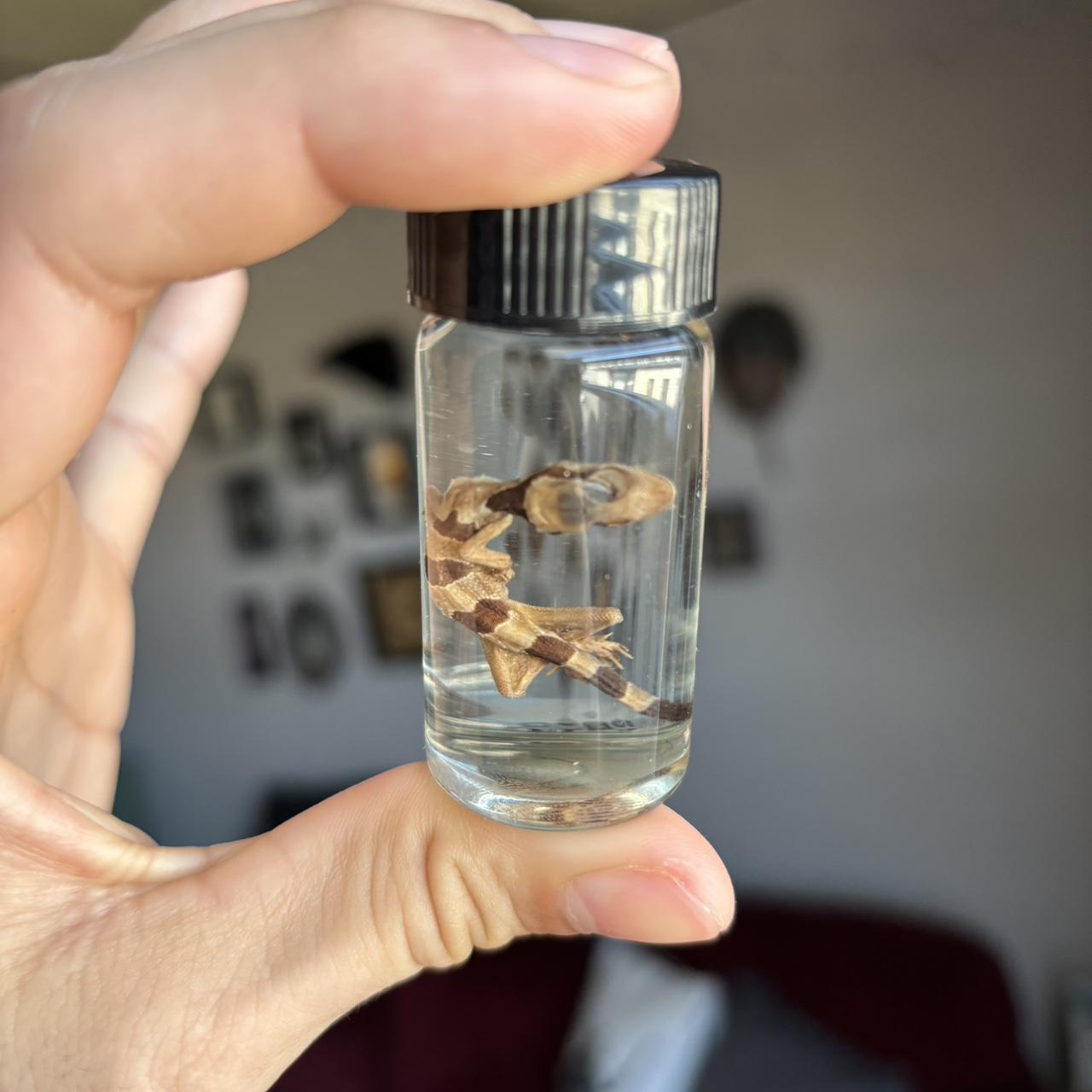 Gecko wet specimen. Crusty little guy! Making room... - Depop