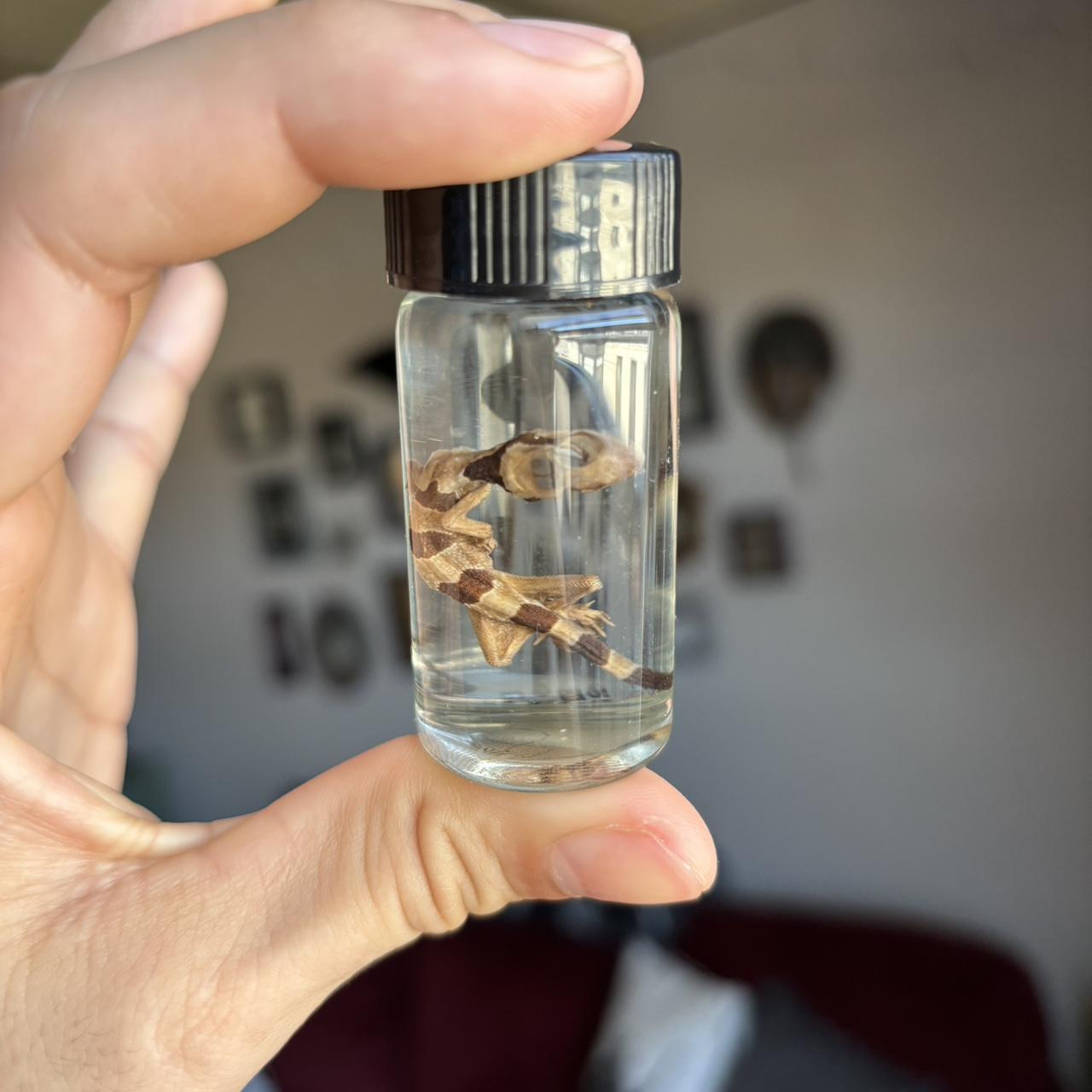 Gecko wet specimen. Crusty little guy! Making room... - Depop