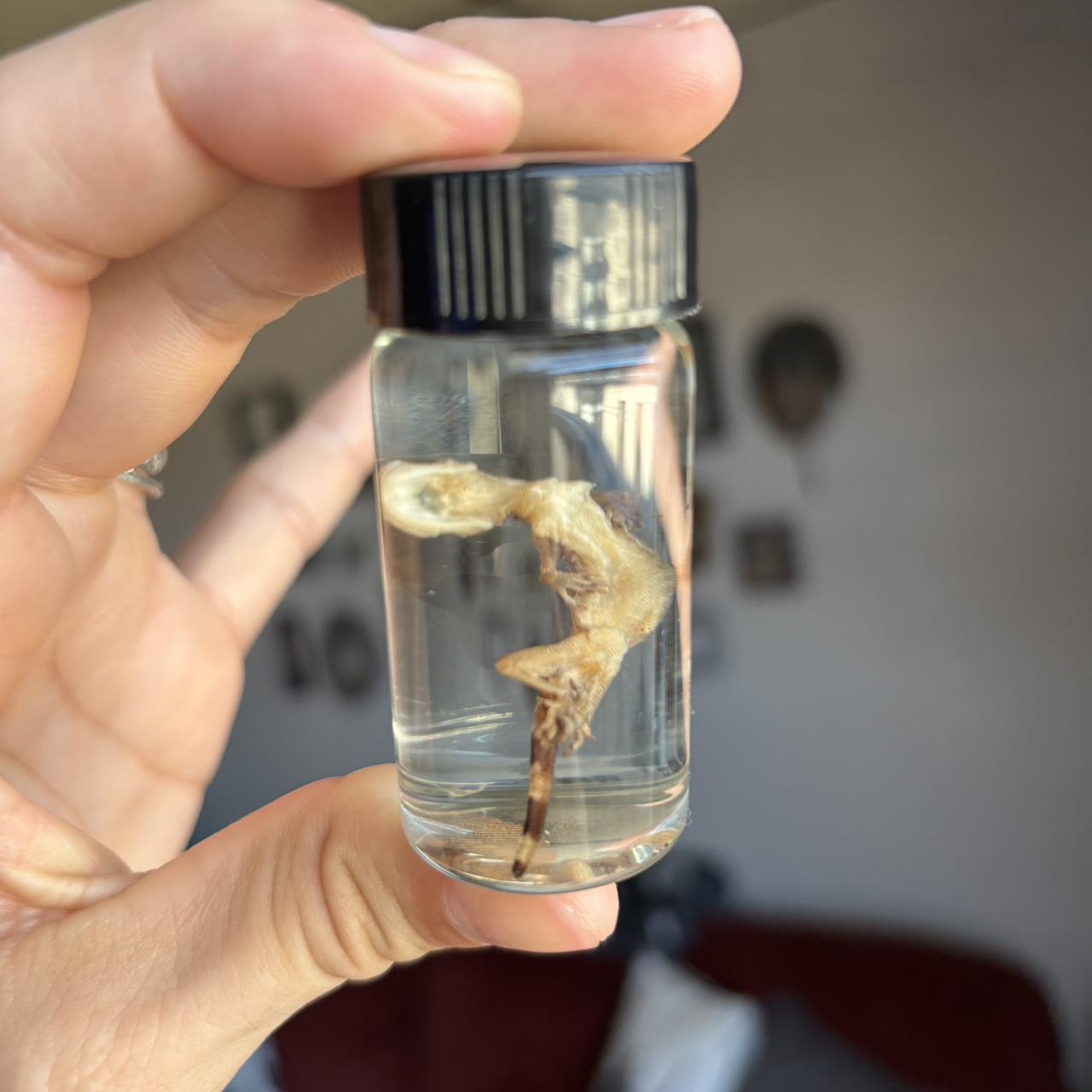 Gecko wet specimen. Crusty little guy! Making room... - Depop