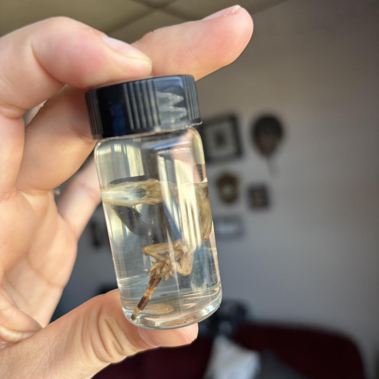 Gecko wet specimen. Crusty little guy! Making room... - Depop