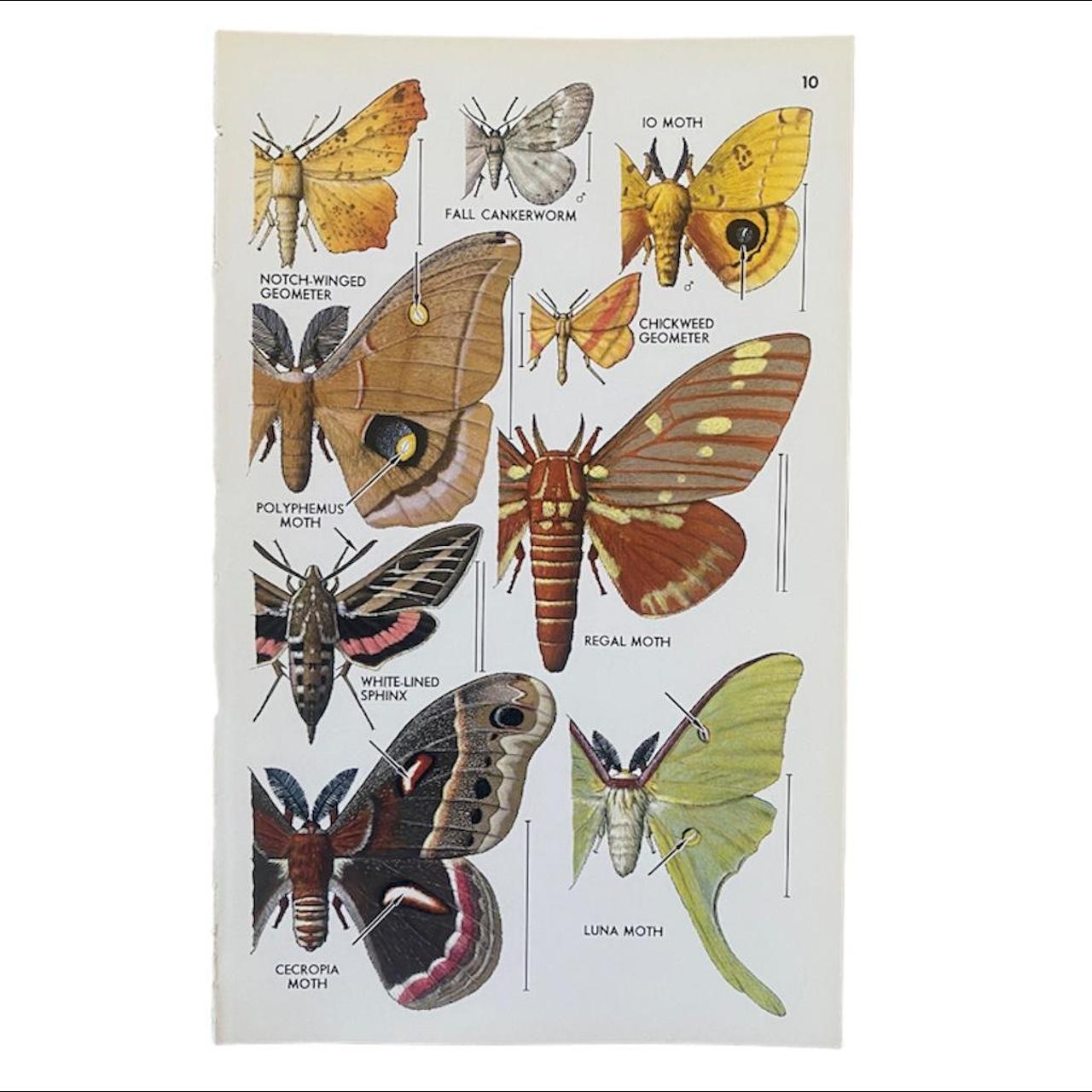 vintage 1970s moths field guide print 🦋 would make... - Depop
