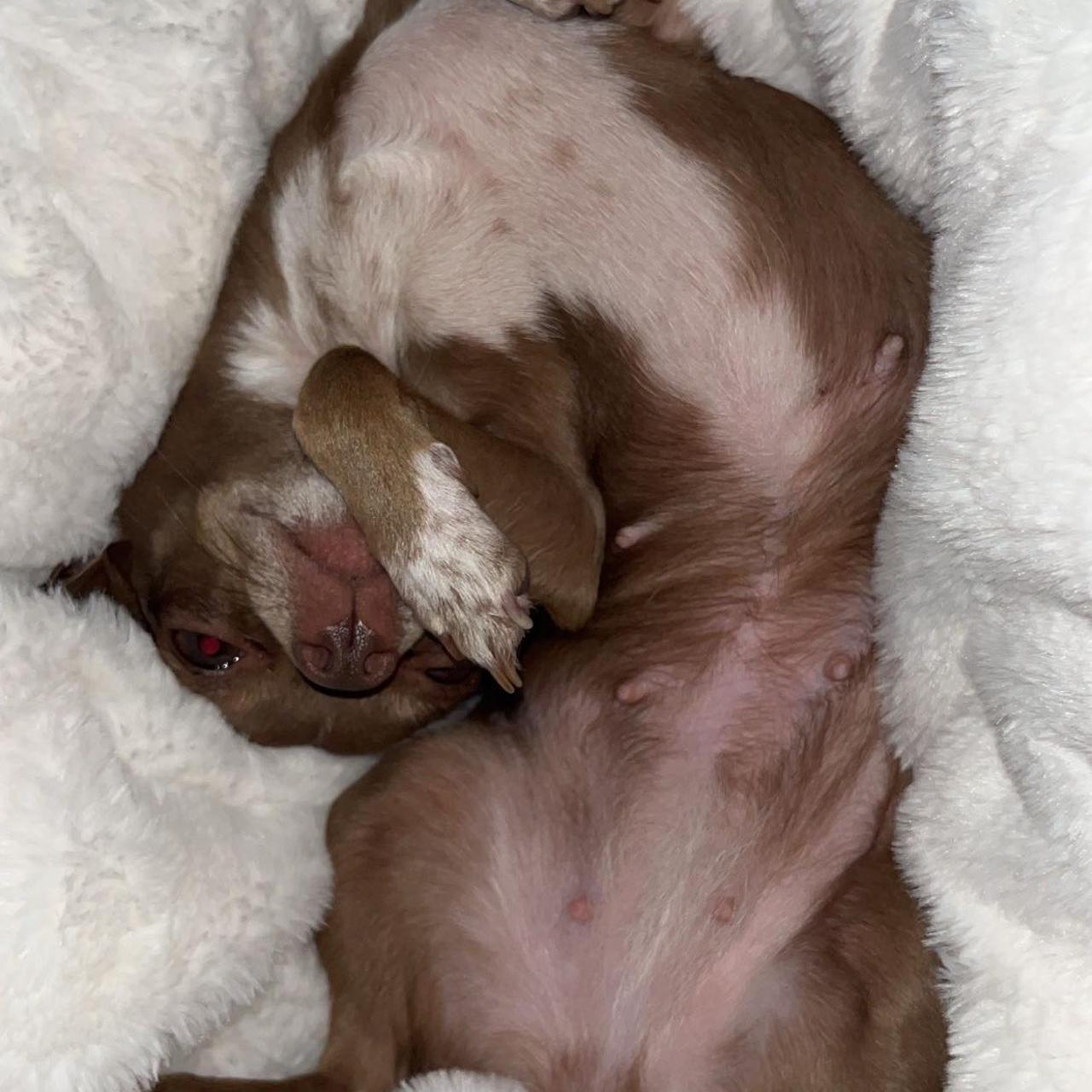 Cute dog with back pain #cutenessoverload | Depop